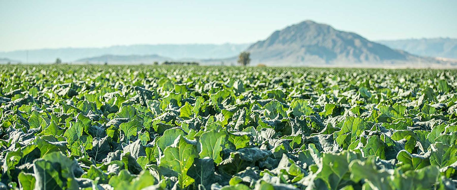 Our Story - Taylor Farms Canada